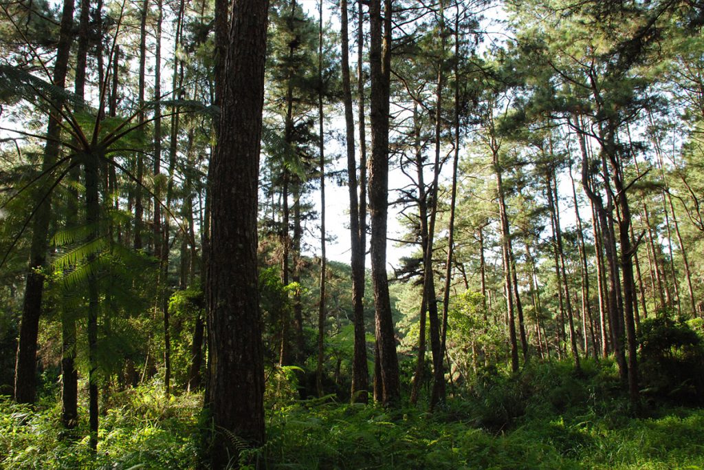 DENR clarifies process of requesting tree-cutting permits in Baguio City