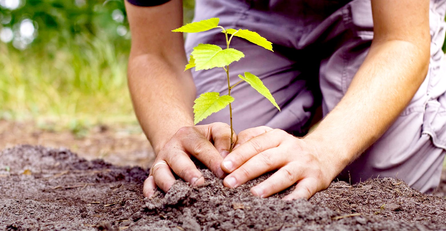 A Tree Planting Victory Party for New Baguio City Mayor - Flying Ketchup
