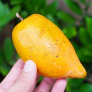 LOOK: 10 amazing rare Philippine fruits you should know! - Flying Ketchup