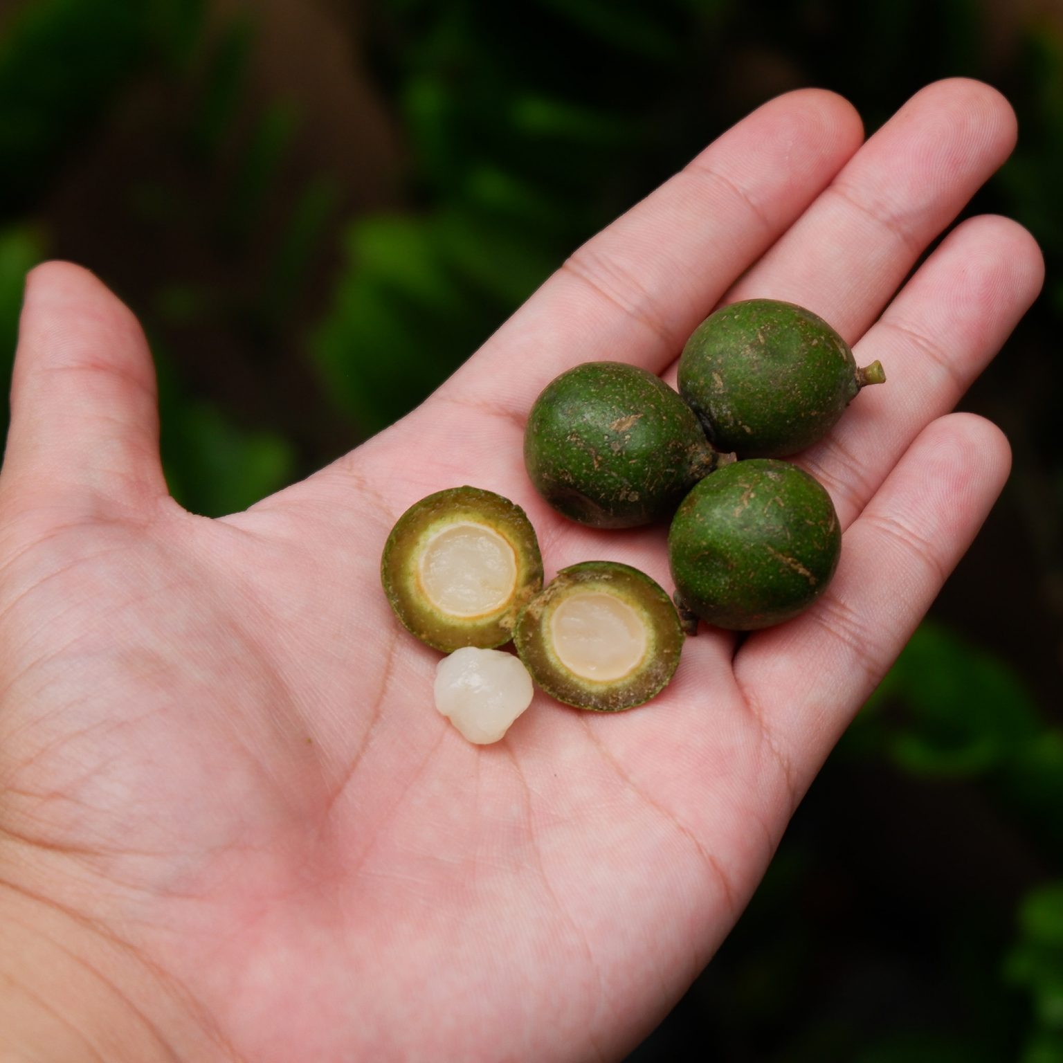 LOOK: 10 amazing rare Philippine fruits you should know! - Flying Ketchup
