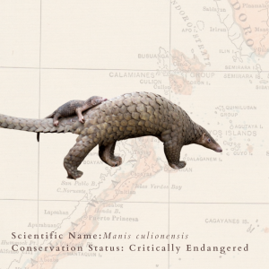 10 Majestic Philippine Animals You Should Know - Flying Ketchup