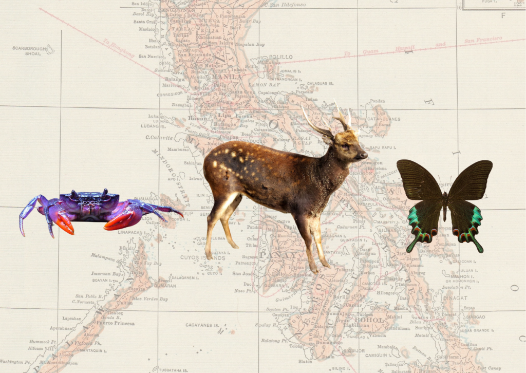 10 Majestic Philippine Animals You Should Know - Flying Ketchup