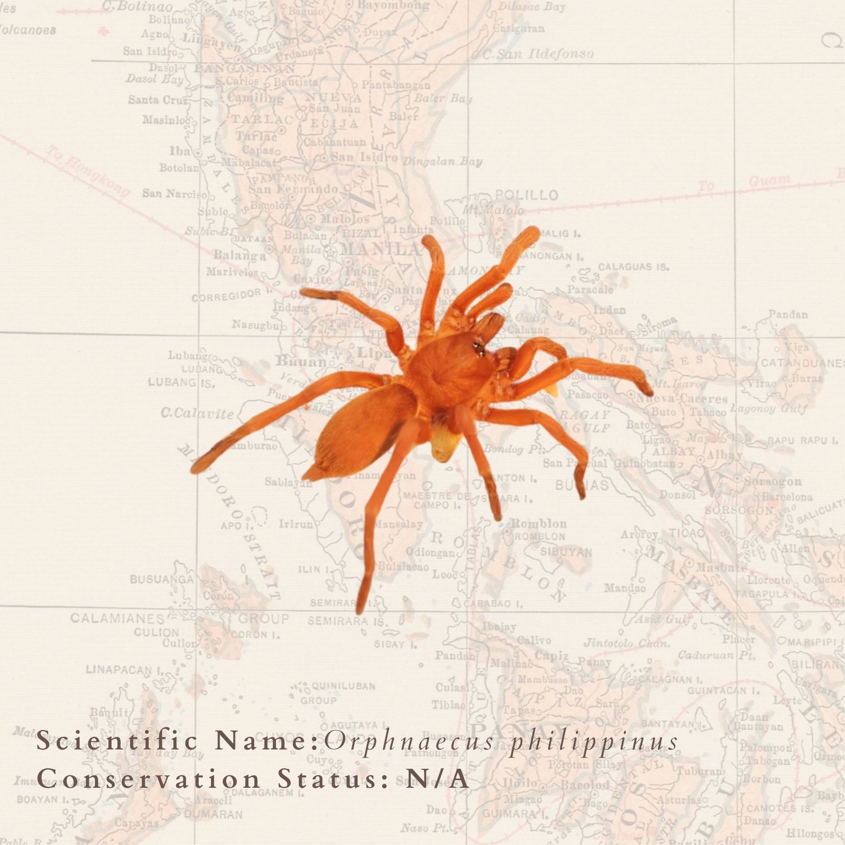 10 Majestic Philippine Animals You Should Know - Flying Ketchup