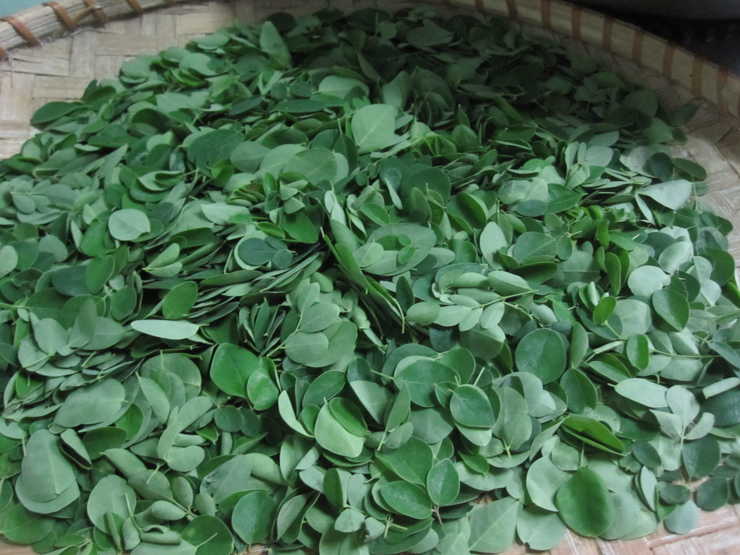 Malunggay Health Benefits: What's Real and Not? - Flying Ketchup