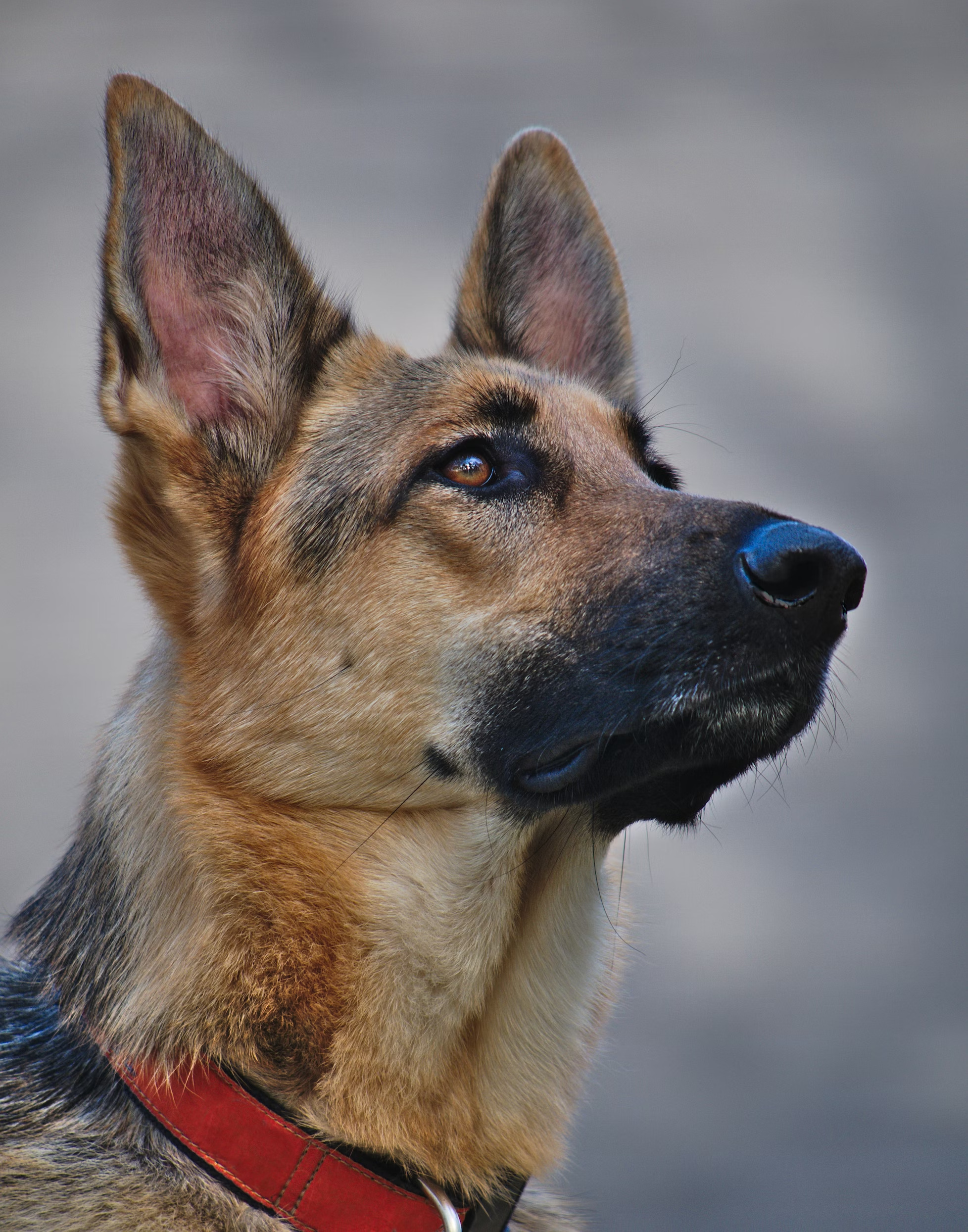 Rescue Dogs: Yes, They Will Always Try to Save You - Flying Ketchup