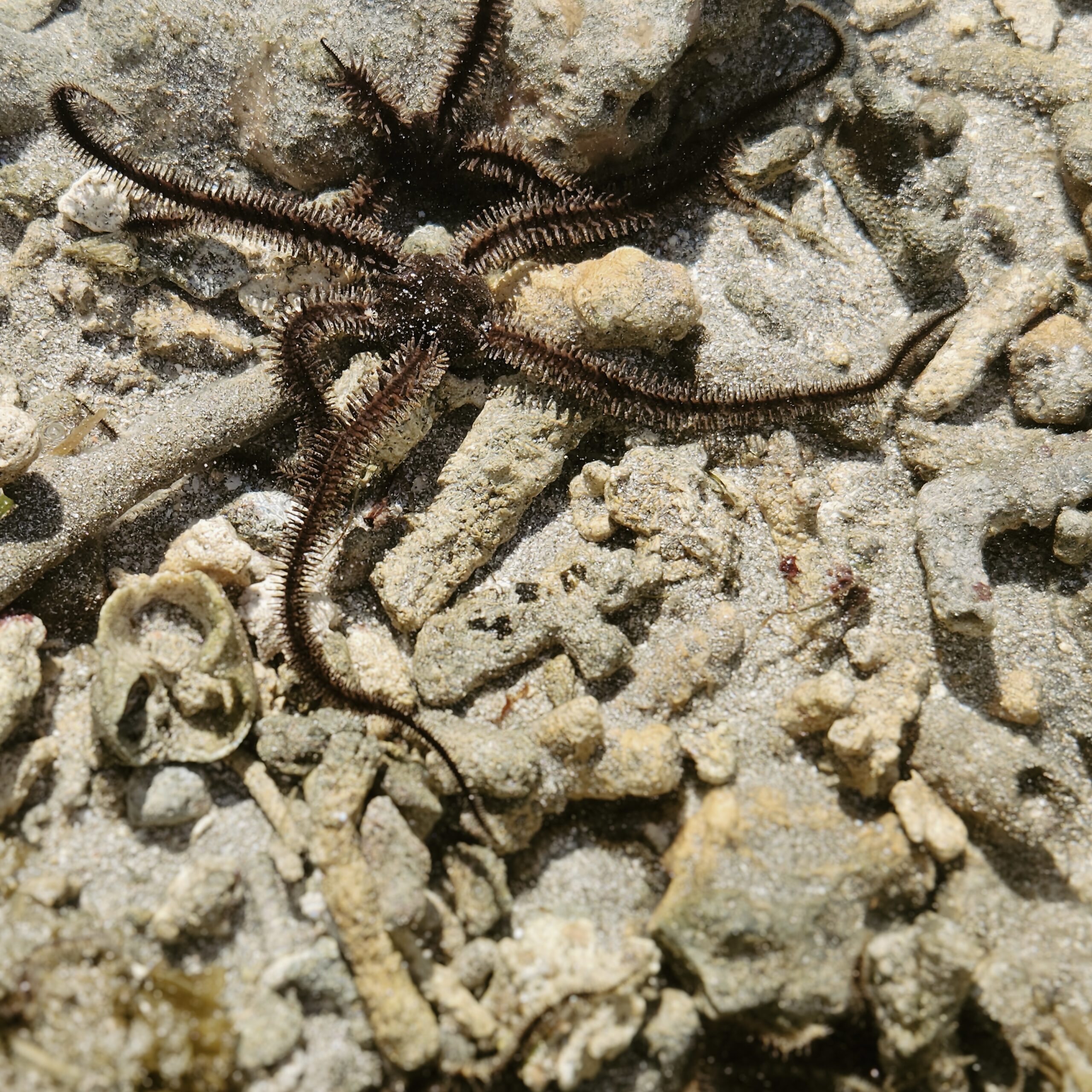 Prehistoric Animals Still Alive in the Philippines - Flying Ketchup