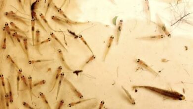 Lake Buhi: Home of the World's Smallest Fish! - Flying Ketchup