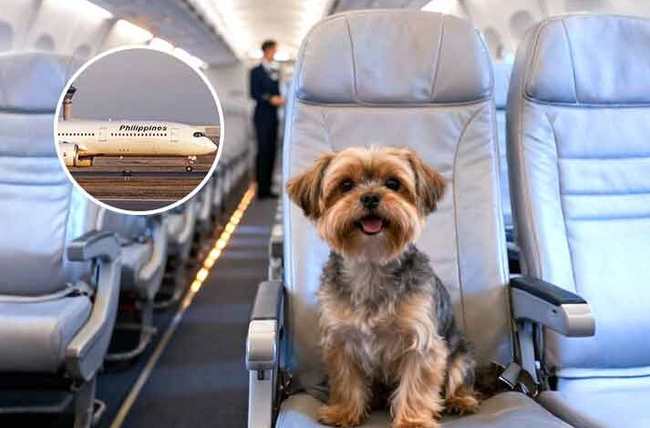 FurPAL: Philippine Airlines Lets Small Dogs Fly In-Cabin - Flying Ketchup